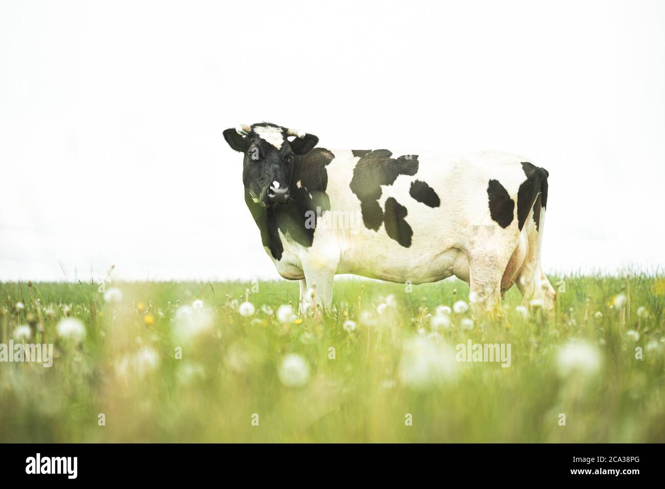 Schwarze Und Weiße Kuh, Die Gras Auf Der Frühlingsweide Frisst. Kuh ... Schwarze Und Weiße Kuh, Die Gras Auf Der Frühlingsweide Frisst. Kuh ...