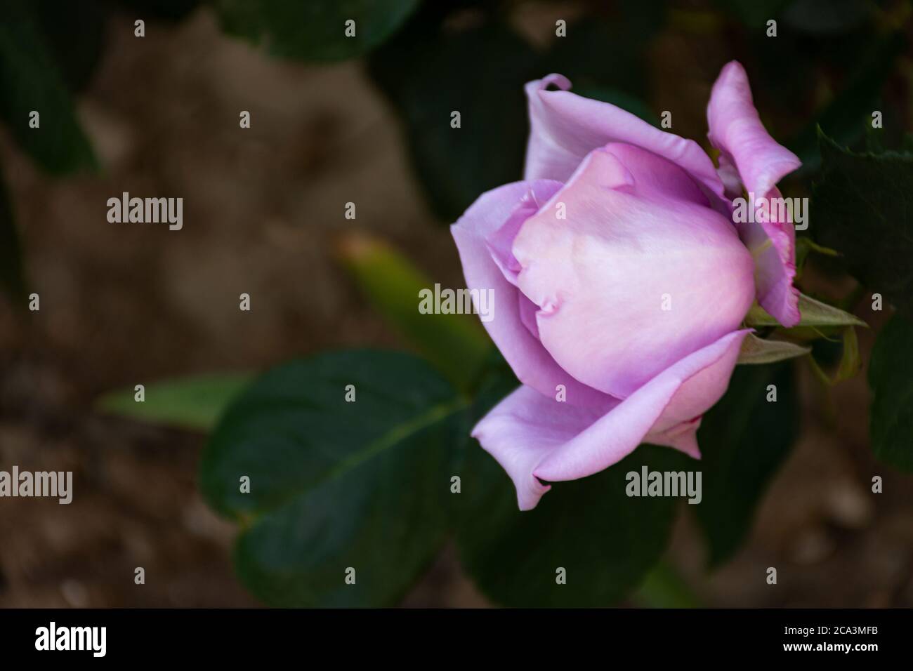 Flieder stieg auf einem Bush im selektiven Fokus. Eine zarte Blume im ...