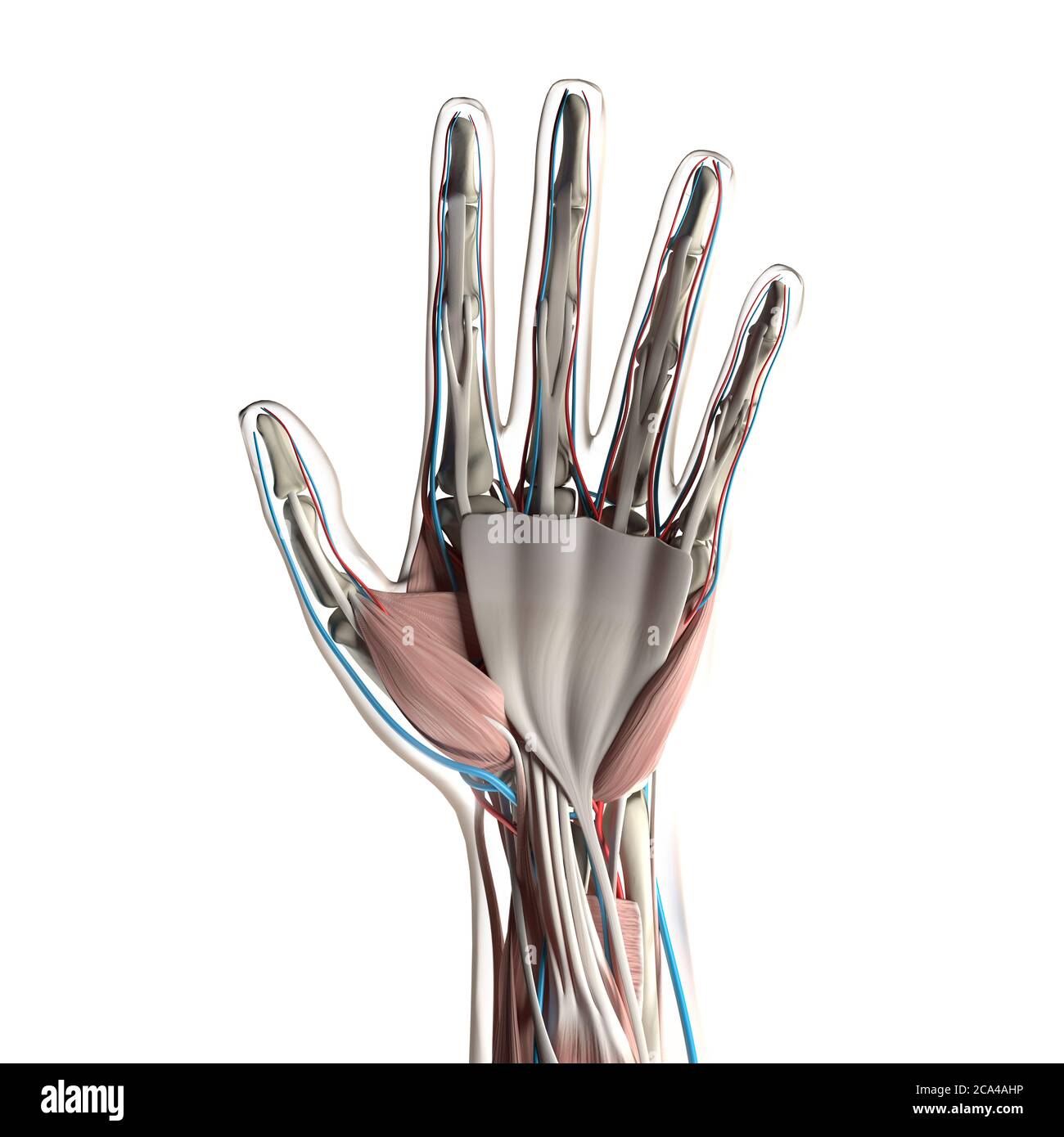 Anatomy vector muskulatur mensch -Fotos und -Bildmaterial in hoher ...