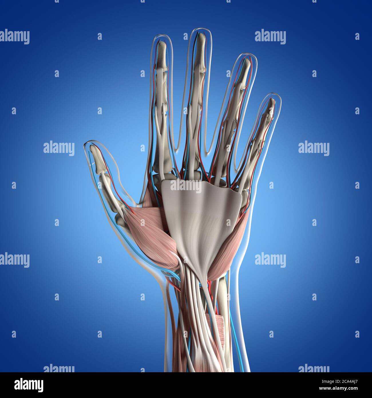 Anatomie Illustration der menschlichen Hand. 3D-Illustration ...