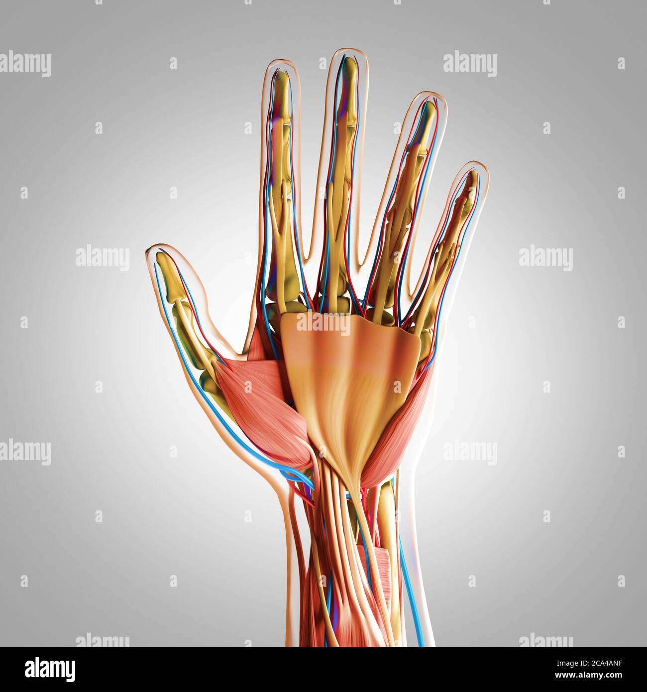 Anatomie Illustration der menschlichen Hand. 3D-Illustration ...