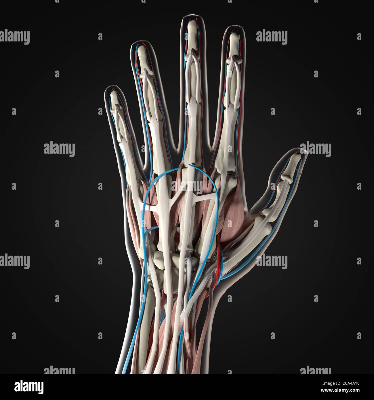 Anatomie Illustration der menschlichen Hand. 3D-Illustration ...