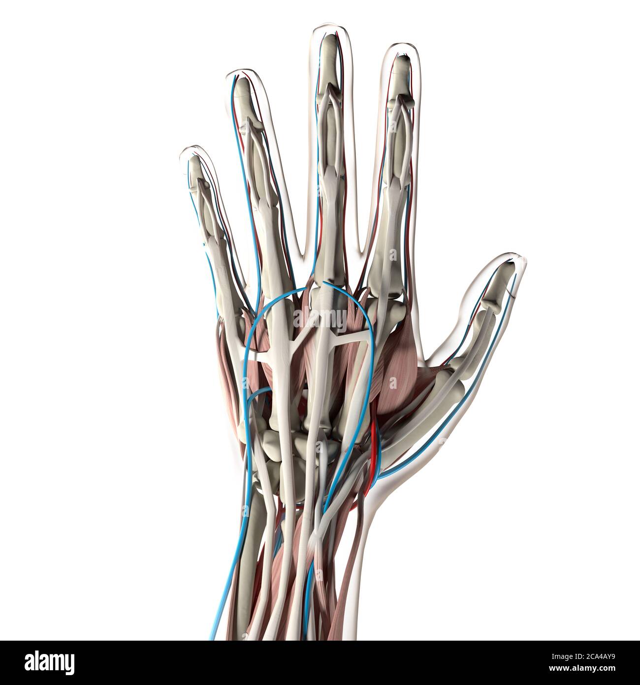 Anatomie Illustration der menschlichen Hand. 3D-Illustration ...