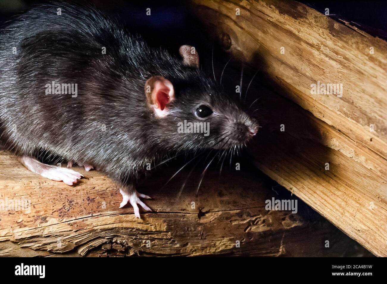 Black Rat Roof Rat House Stockfotos und -bilder Kaufen - Alamy