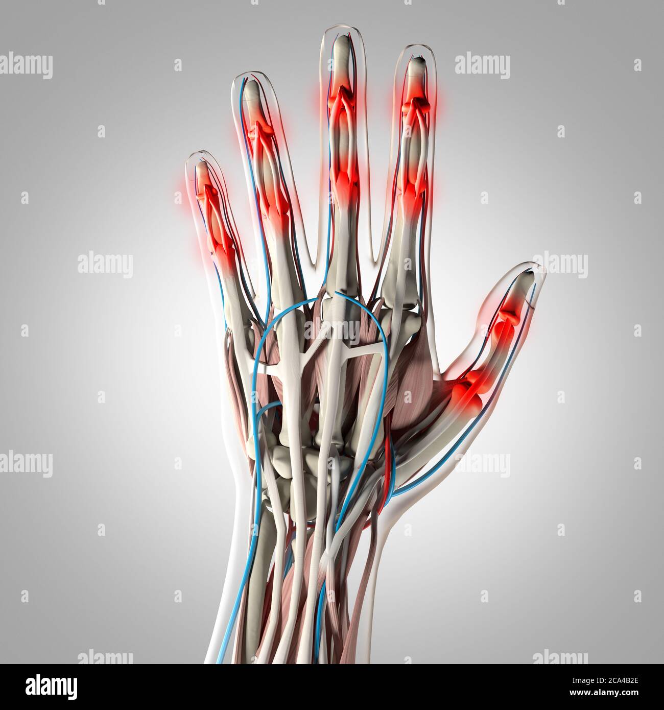 Anatomie Illustration der menschlichen Hand. 3D-Illustration ...