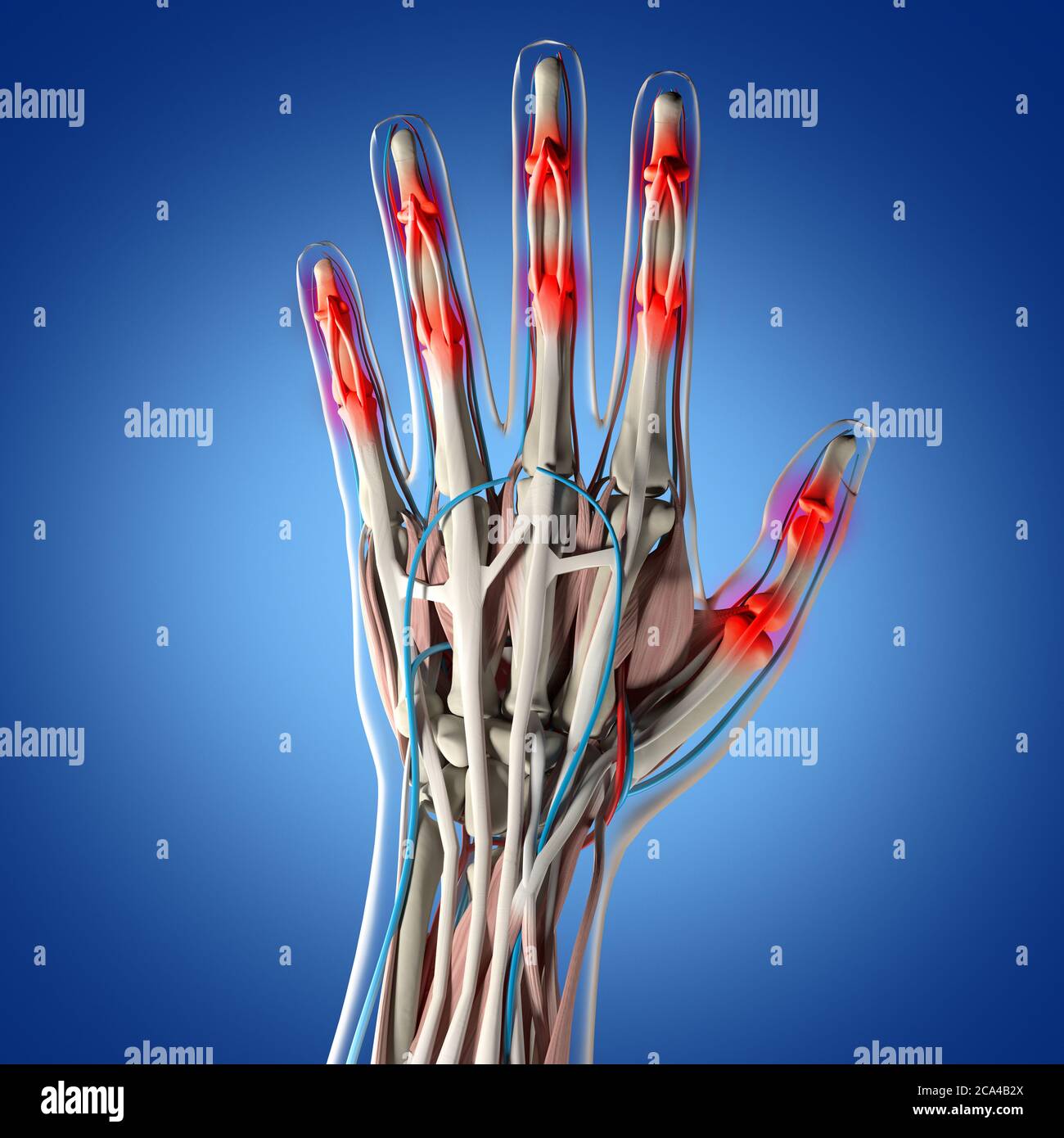 Anatomie Illustration der menschlichen Hand. 3D-Illustration ...