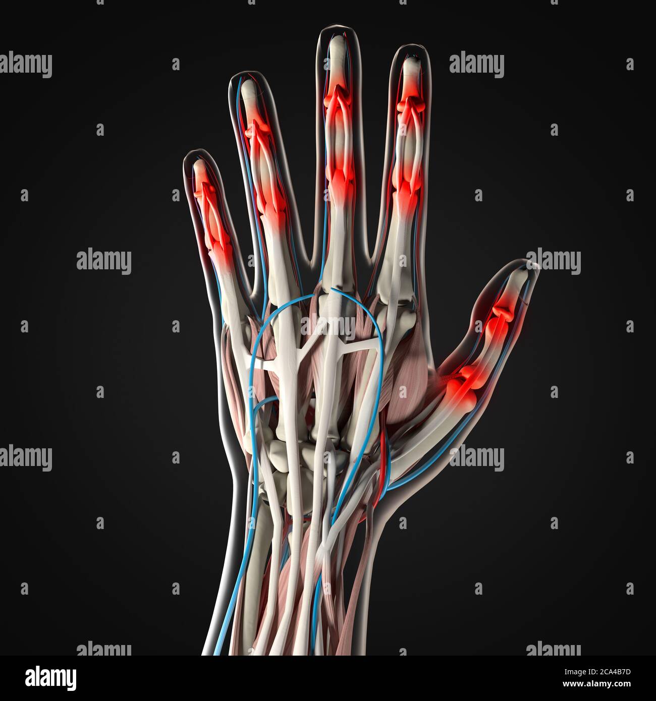 Anatomie Illustration der menschlichen Hand. 3D-Illustration ...