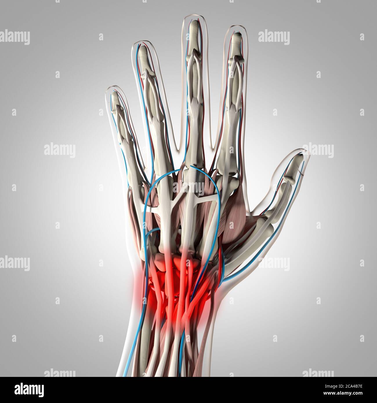 Anatomie Illustration der menschlichen Hand. 3D-Illustration ...