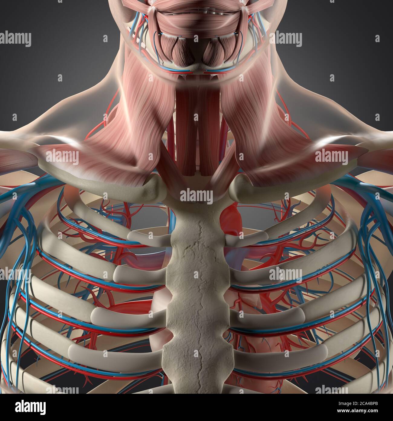 Abbildung der menschlichen Anatomie. Brust, Brustkorb, Gefäßsystem. 3d ...