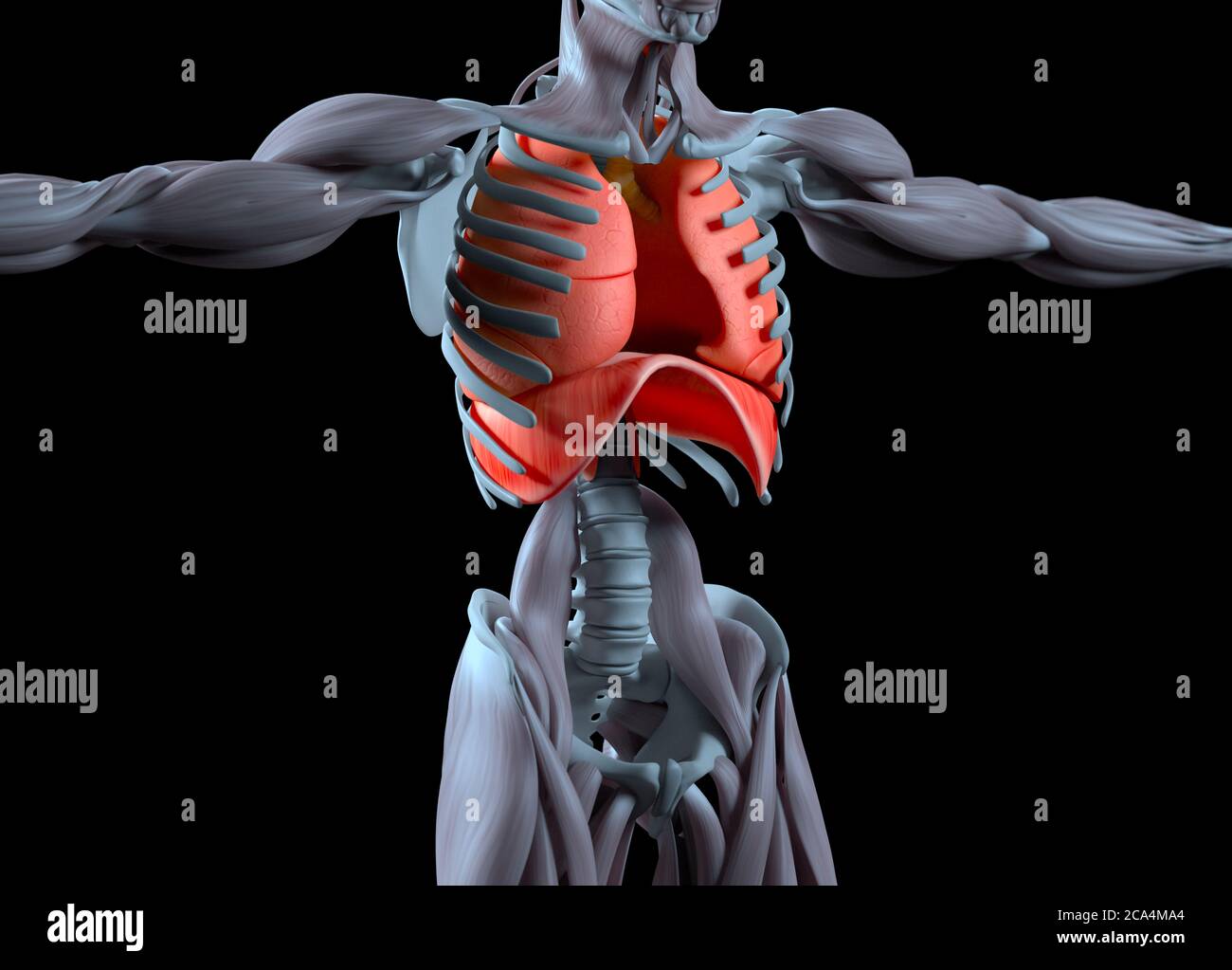 Menschliche Anatomie Atmungssystem medizinische Illustration. 3d ...