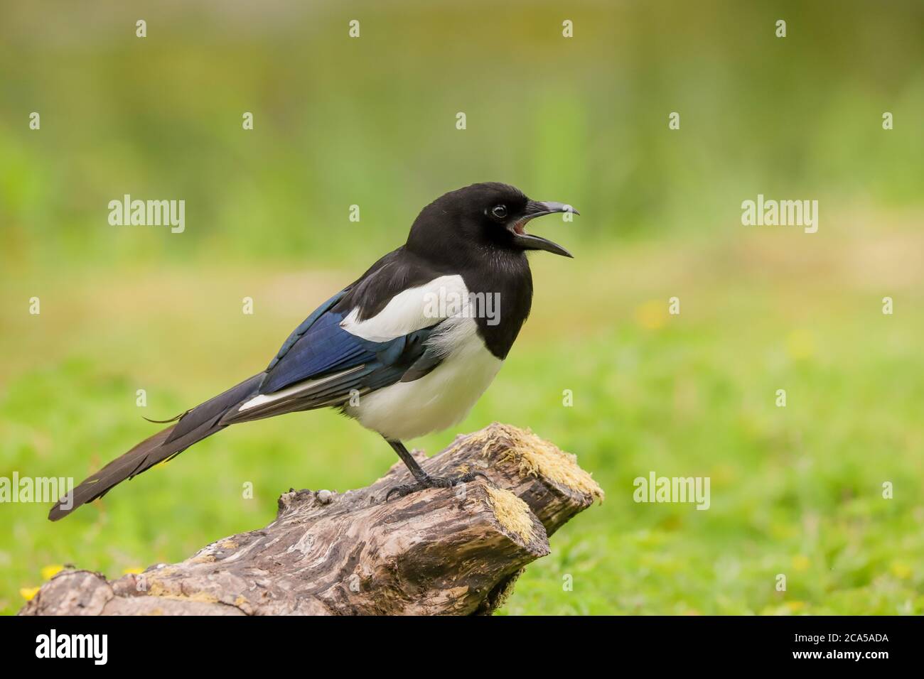 Elster auf baumstumpf -Fotos und -Bildmaterial in hoher Auflösung – Alamy