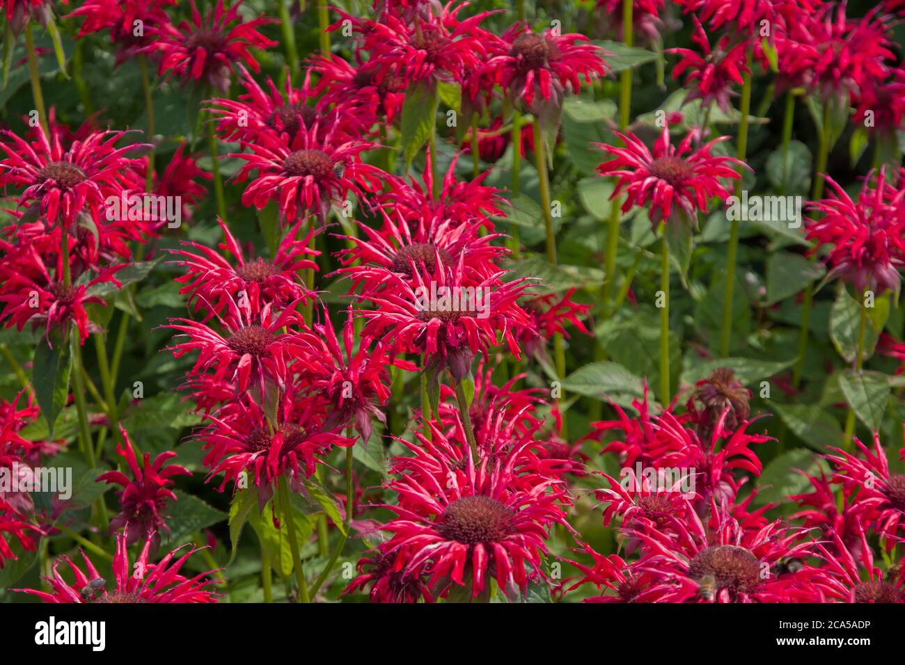 Scarlet monarda -Fotos und -Bildmaterial in hoher Auflösung – Alamy