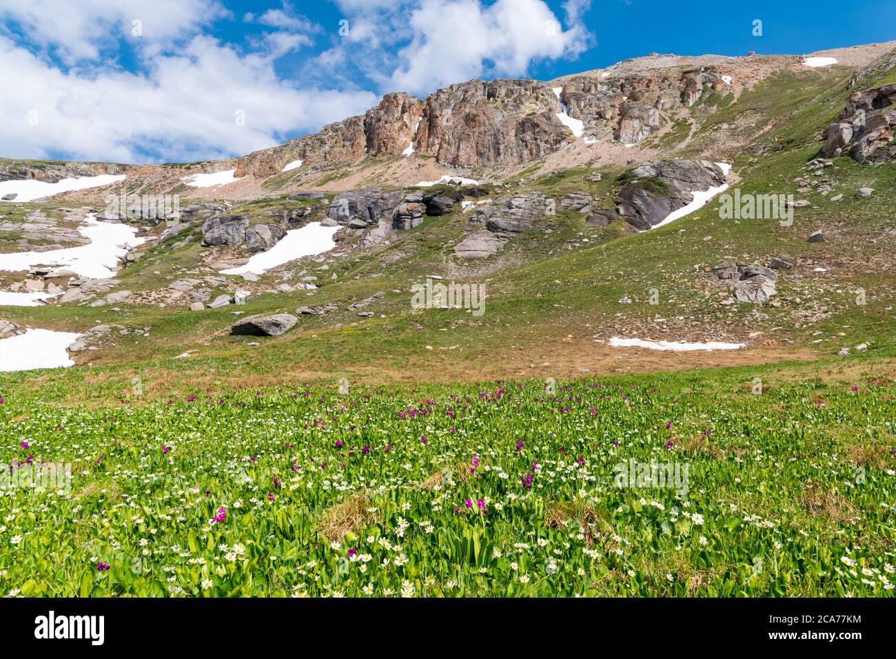 Alpine Wiese mit weißen und violetten Wildblumen im Porphyry Basin der ...
