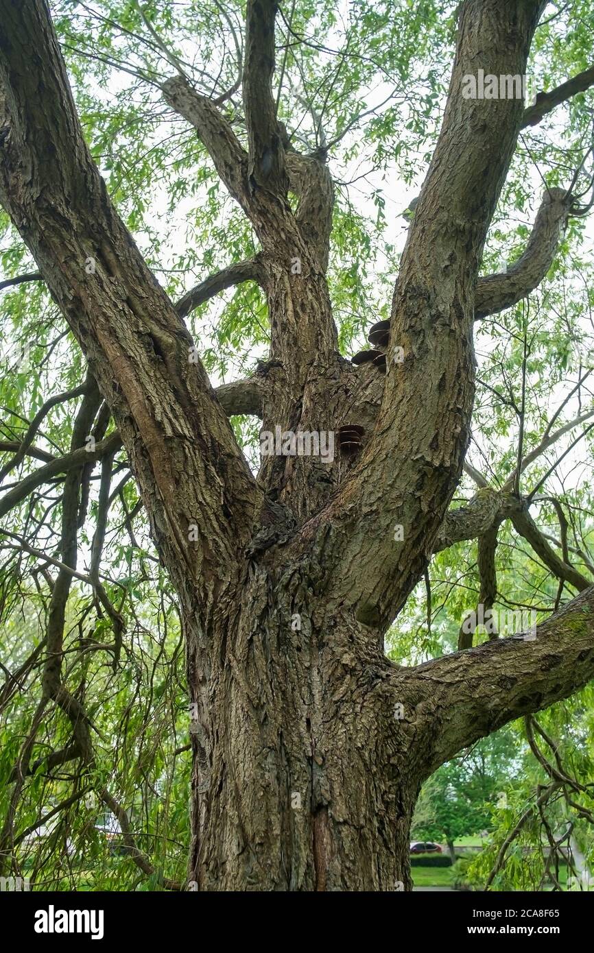 Wachsende zweige -Fotos und -Bildmaterial in hoher Auflösung – Alamy