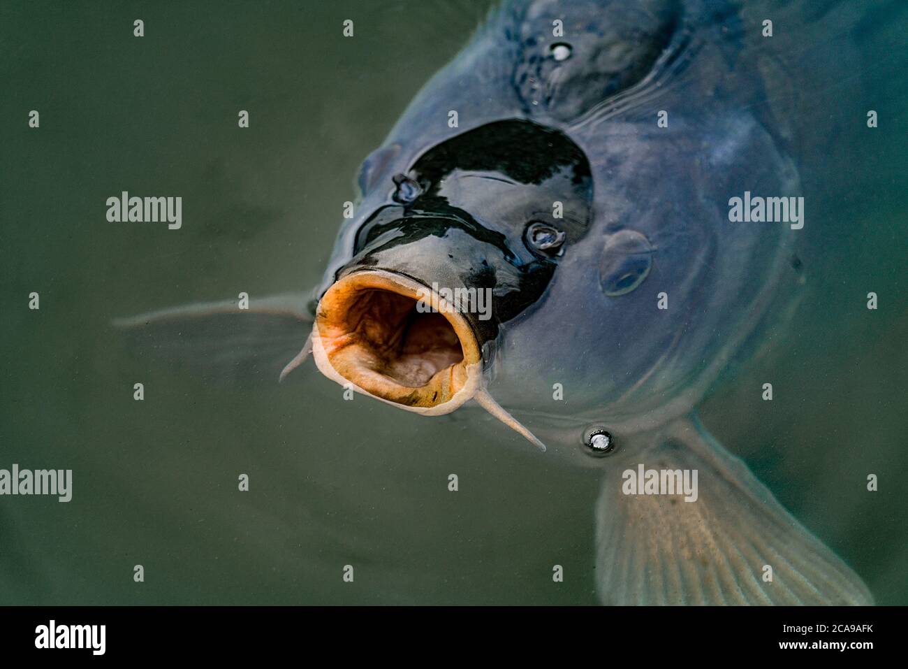 Detail Carp Stockfotos und -bilder Kaufen - Alamy