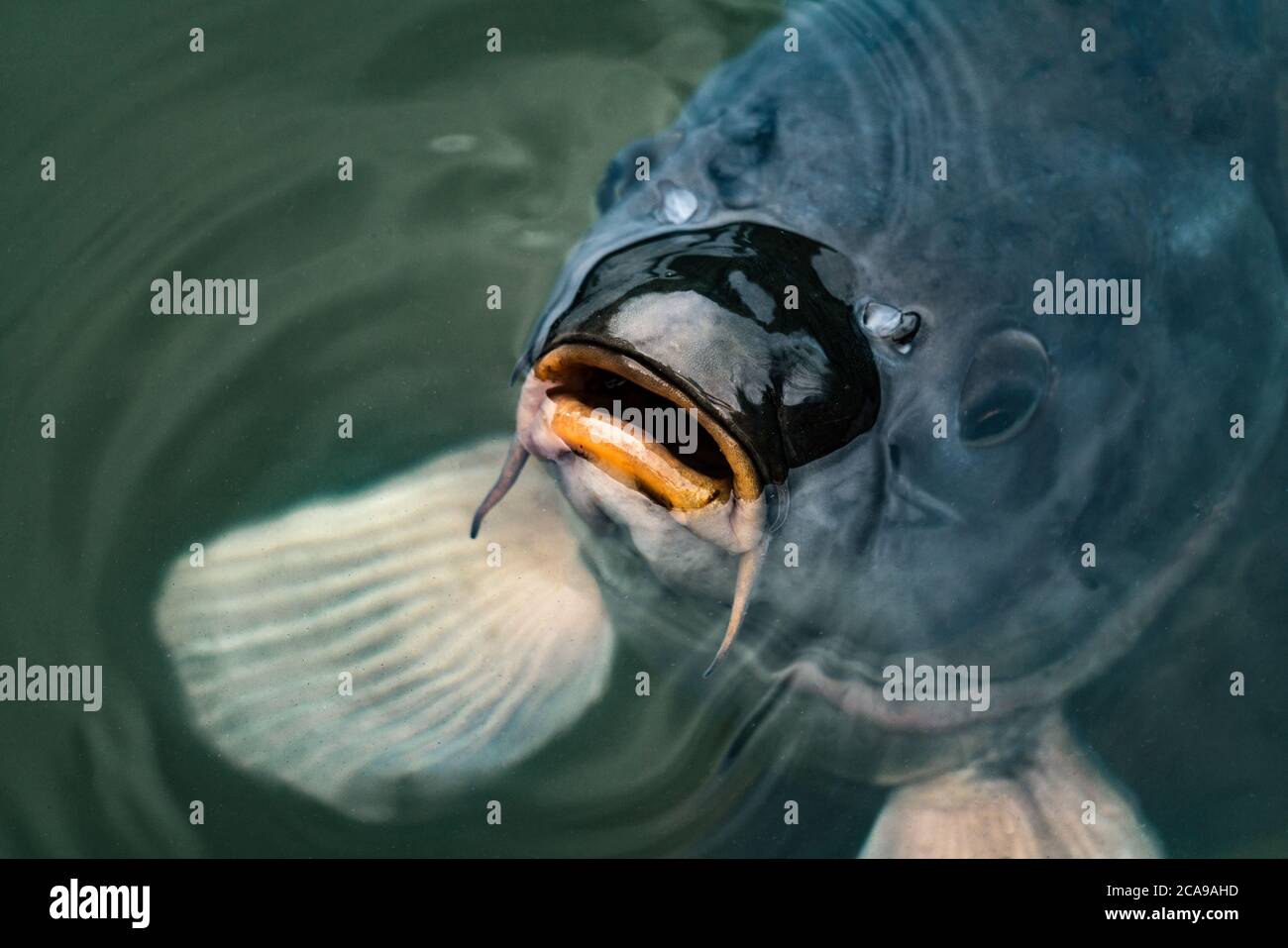 Detail Carp Stockfotos und -bilder Kaufen - Alamy
