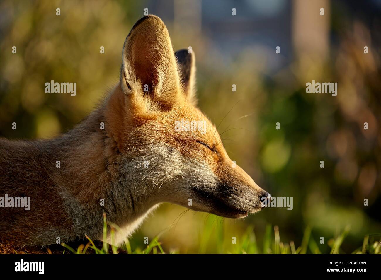 London fox urban -Fotos und -Bildmaterial in hoher Auflösung – Alamy