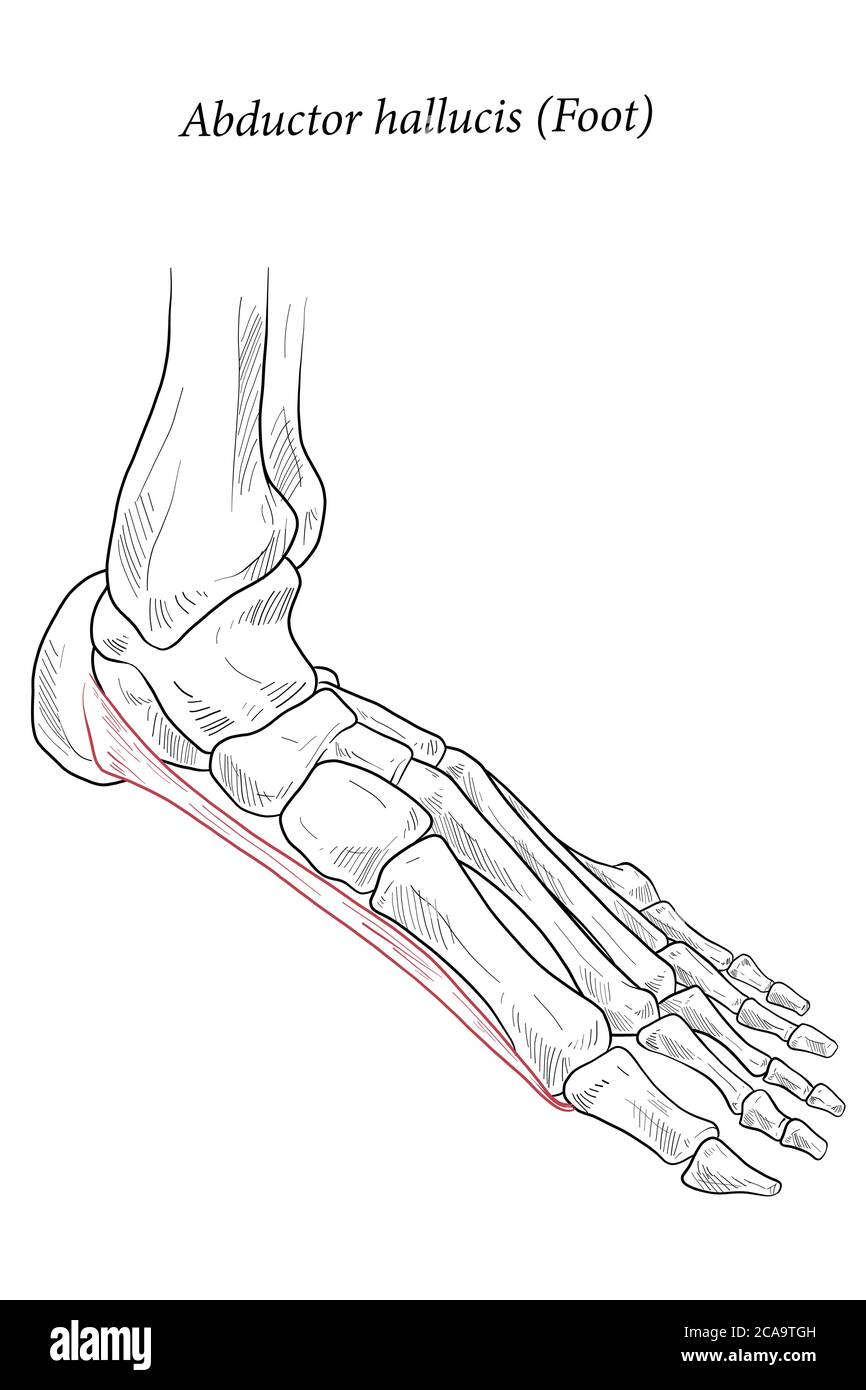 Musculus abductor hallucis Stock-Vektorgrafiken kaufen - Alamy