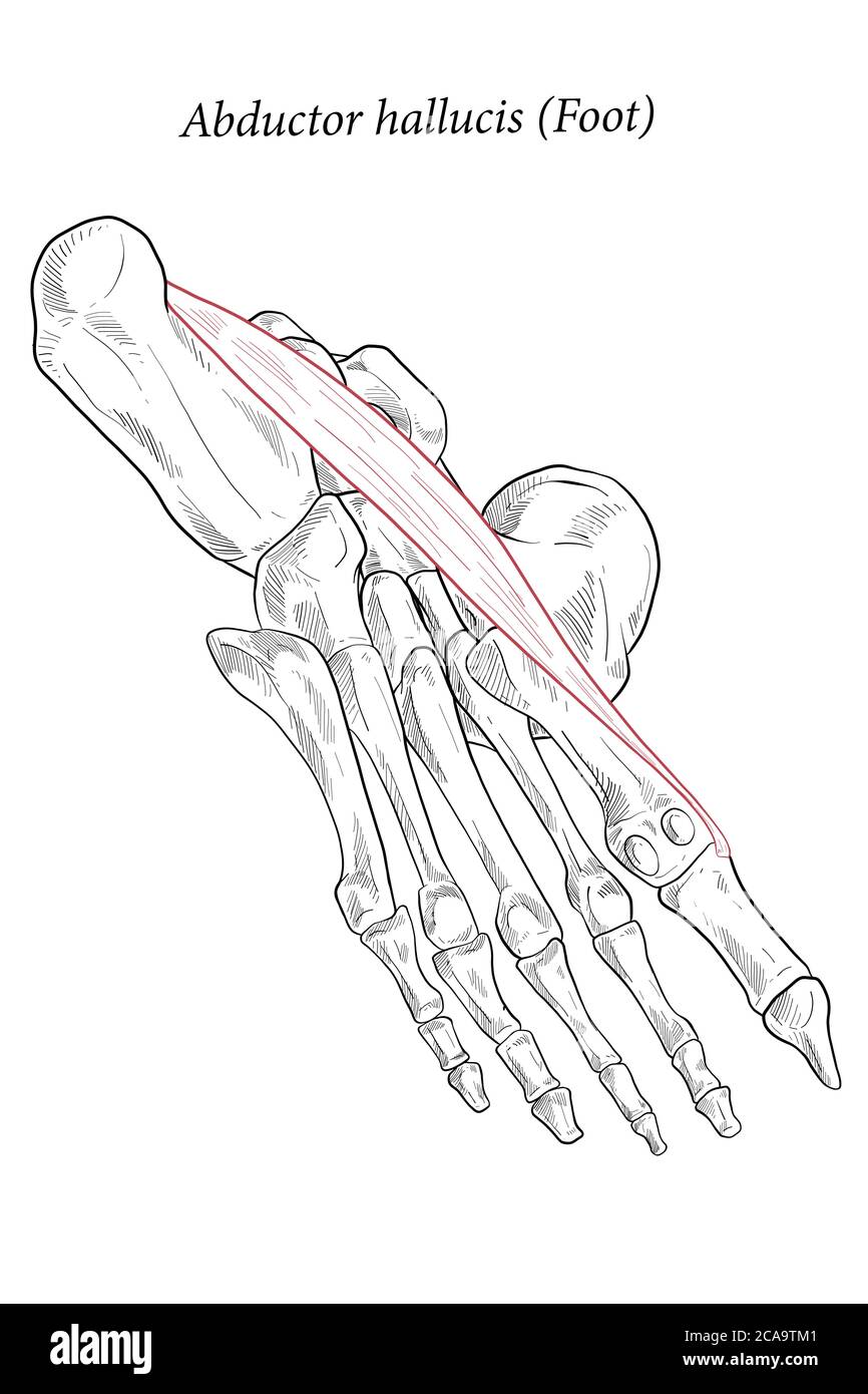 Musculus abductor hallucis Stock-Vektorgrafiken kaufen - Alamy
