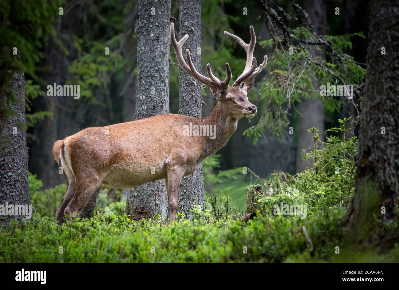Hirsch, Cervus elaphus, mit Geweih wächst auf Samt.EIN riesiger Hirsch ...