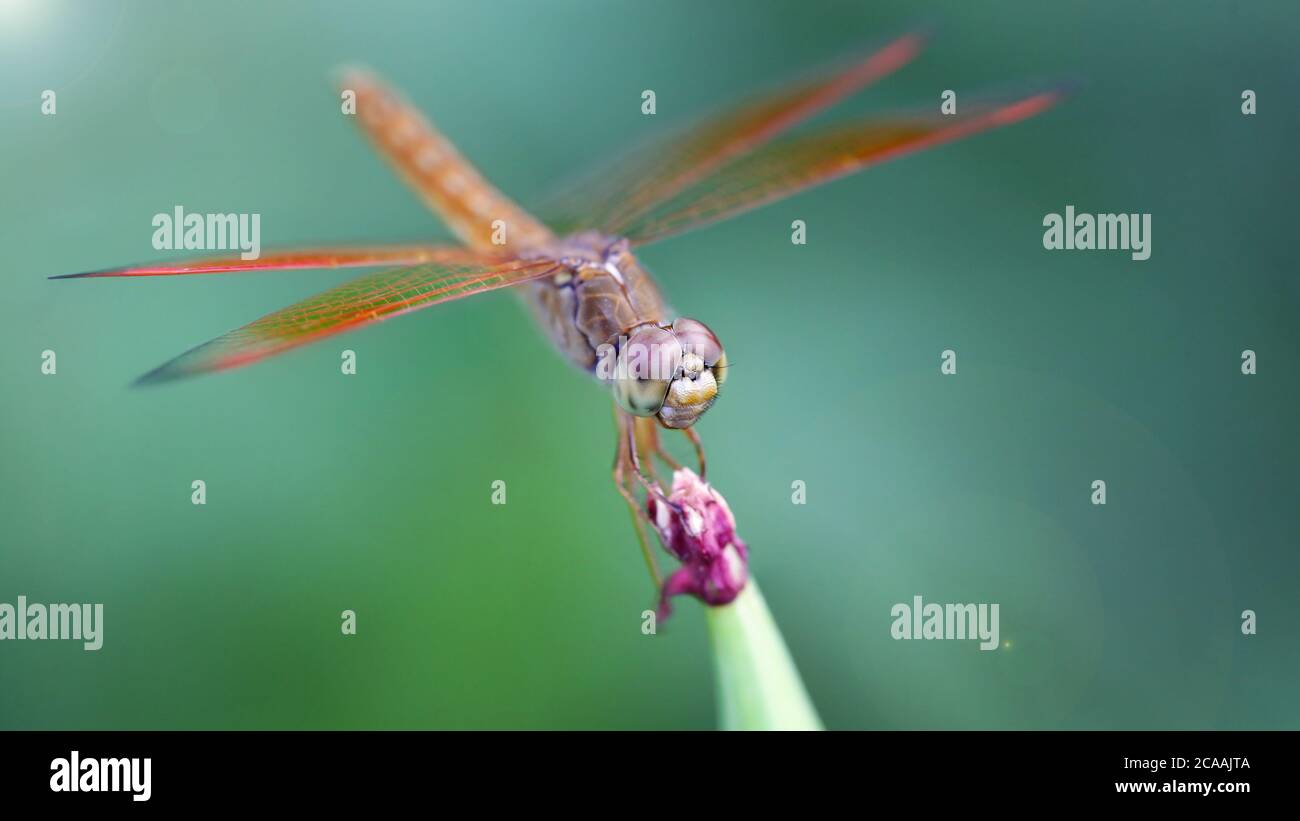 Augen Natur Stockfotos und -bilder Kaufen - Alamy