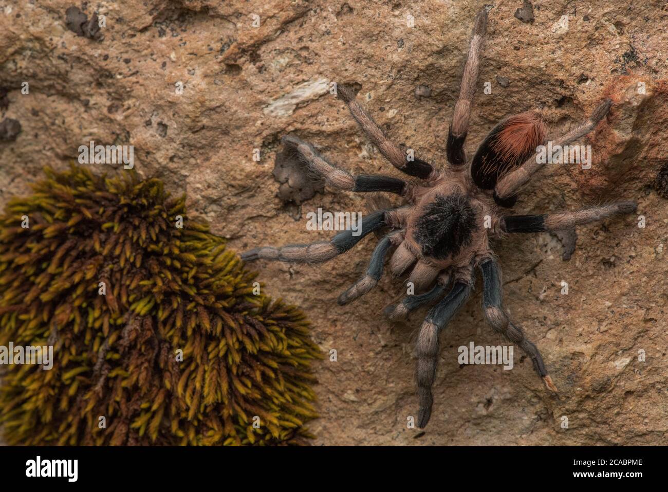 Hapalotremus vilcanota -Fotos und -Bildmaterial in hoher Auflösung – Alamy