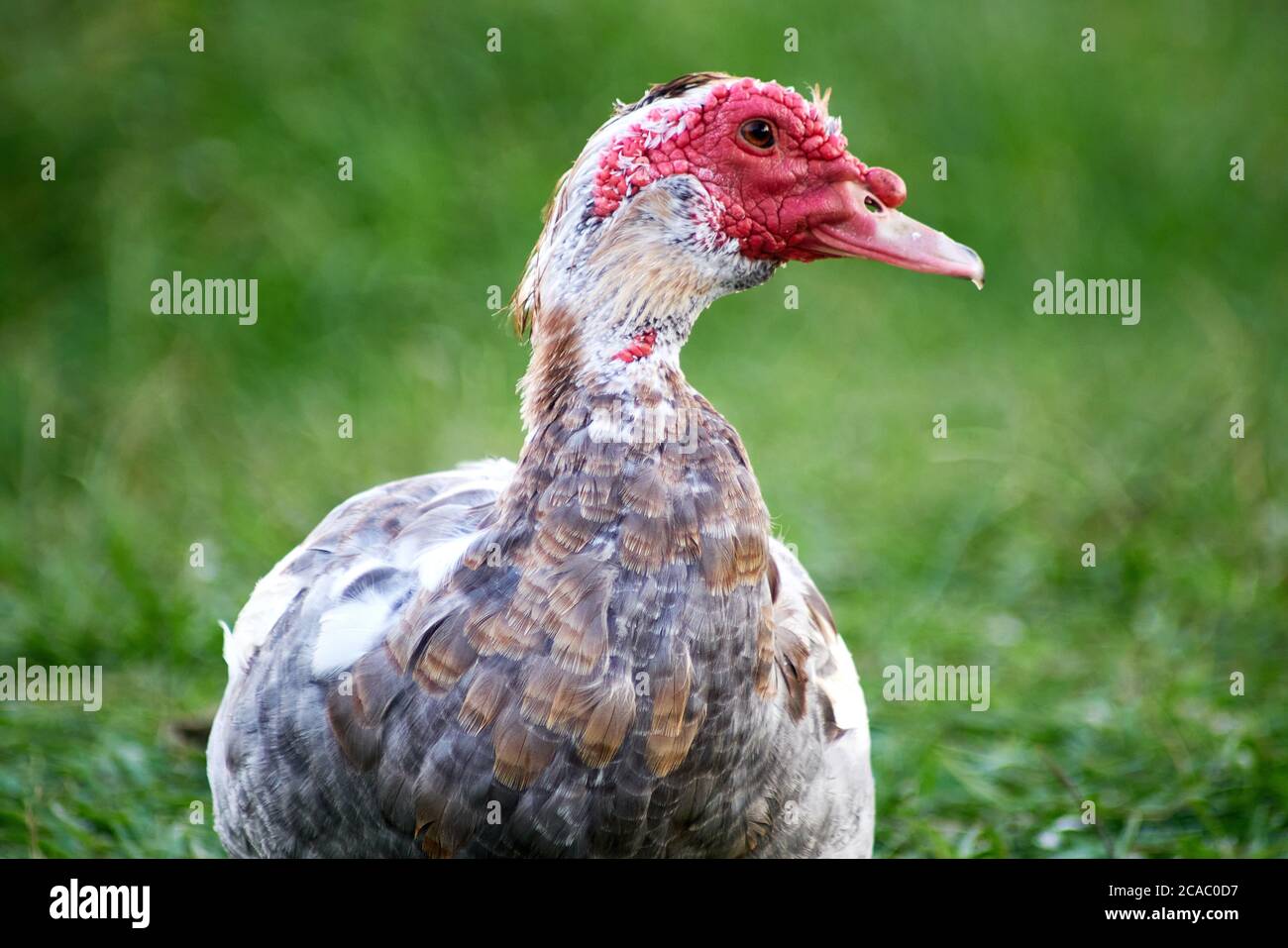 Roter kopf vogel -Fotos und -Bildmaterial in hoher Auflösung – Alamy