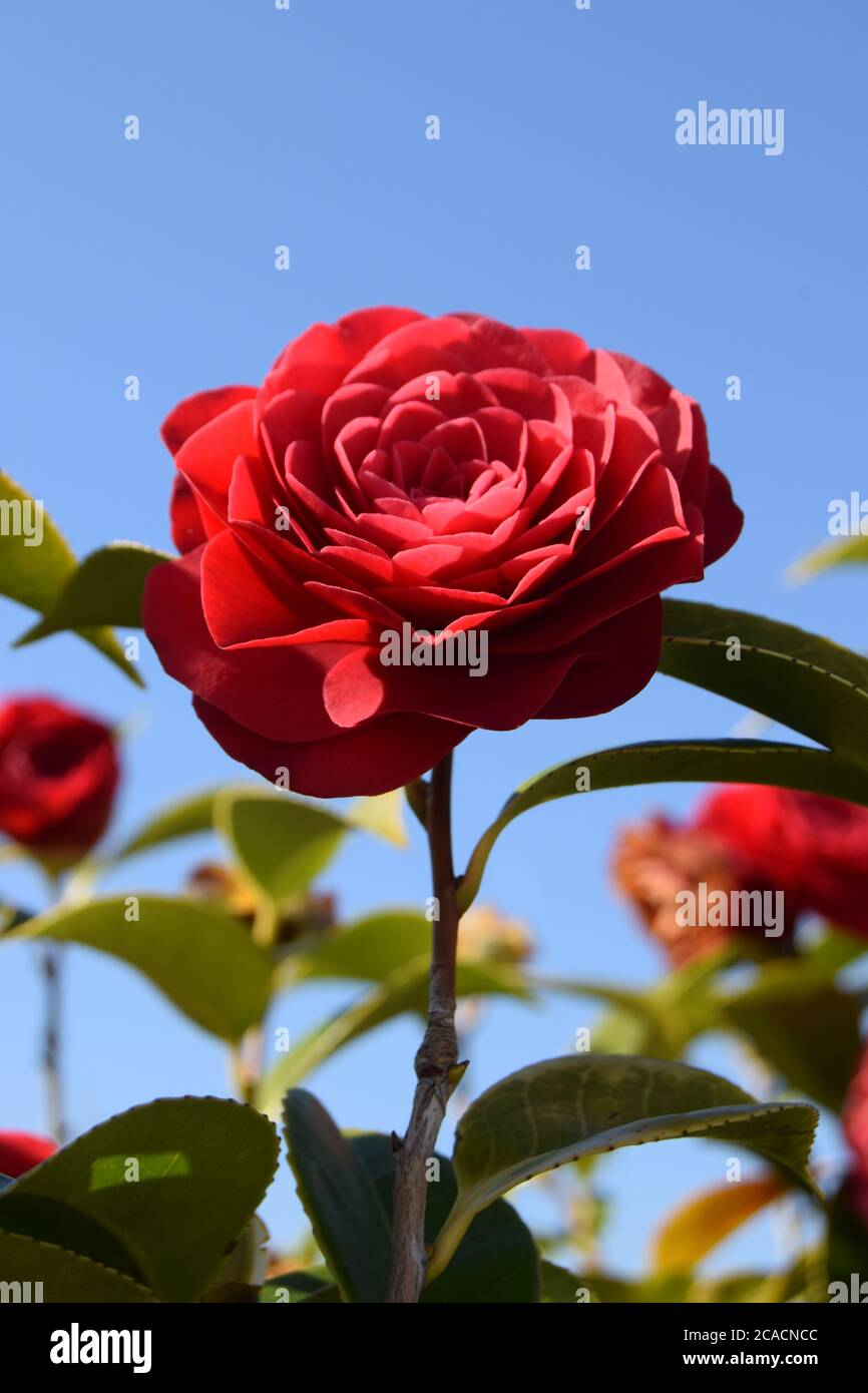 Blut rose -Fotos und -Bildmaterial in hoher Auflösung – Alamy