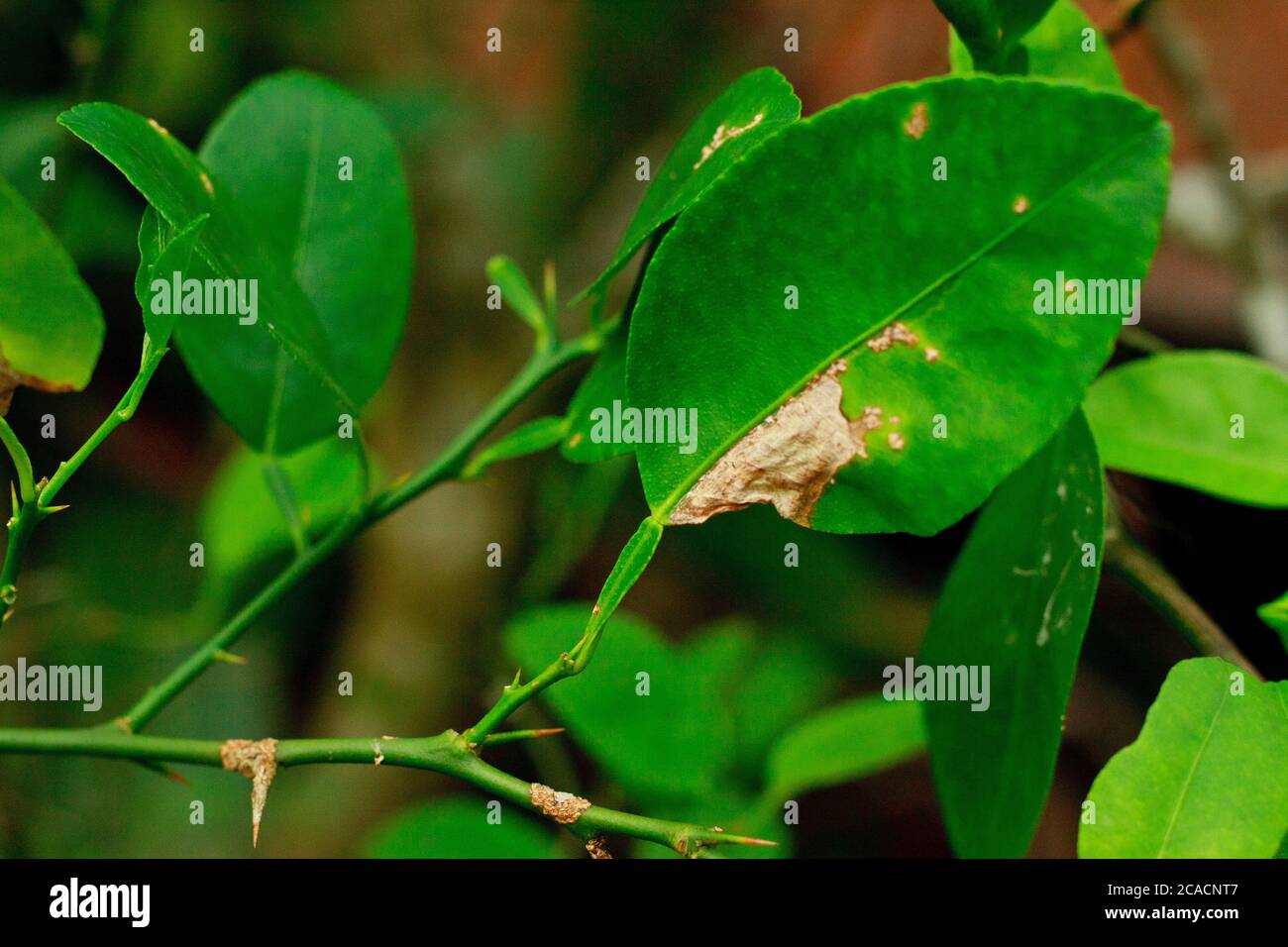 Zitronenbaum krankheit -Fotos und -Bildmaterial in hoher Auflösung – Alamy