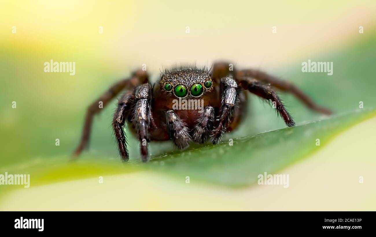 Zebra zurück spinne -Fotos und -Bildmaterial in hoher Auflösung – Alamy