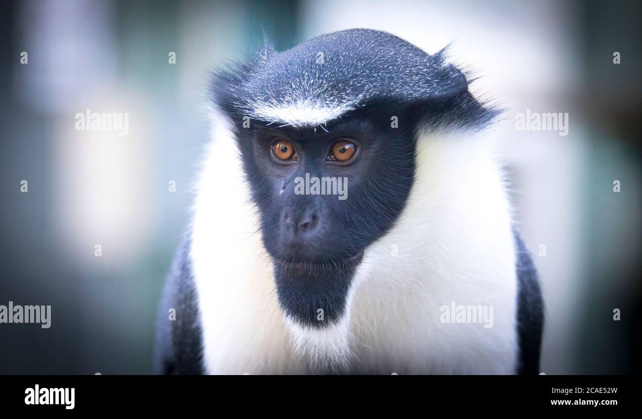 Schrei Tier Stockfotos und -bilder Kaufen - Alamy