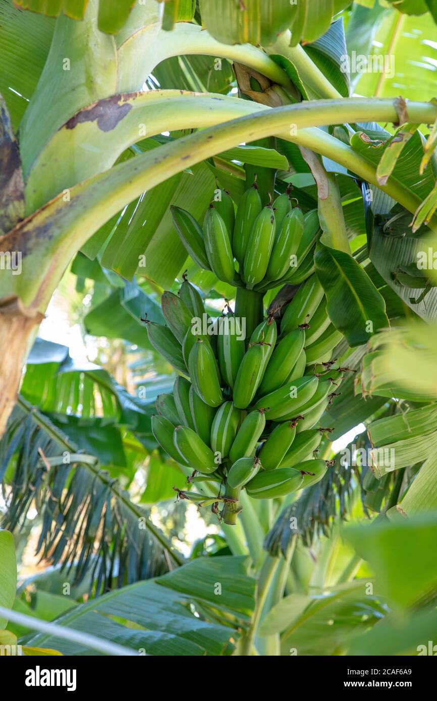 Bio junge grüne Banane auf einem Bündel auf einem Baum. Cluster von ...