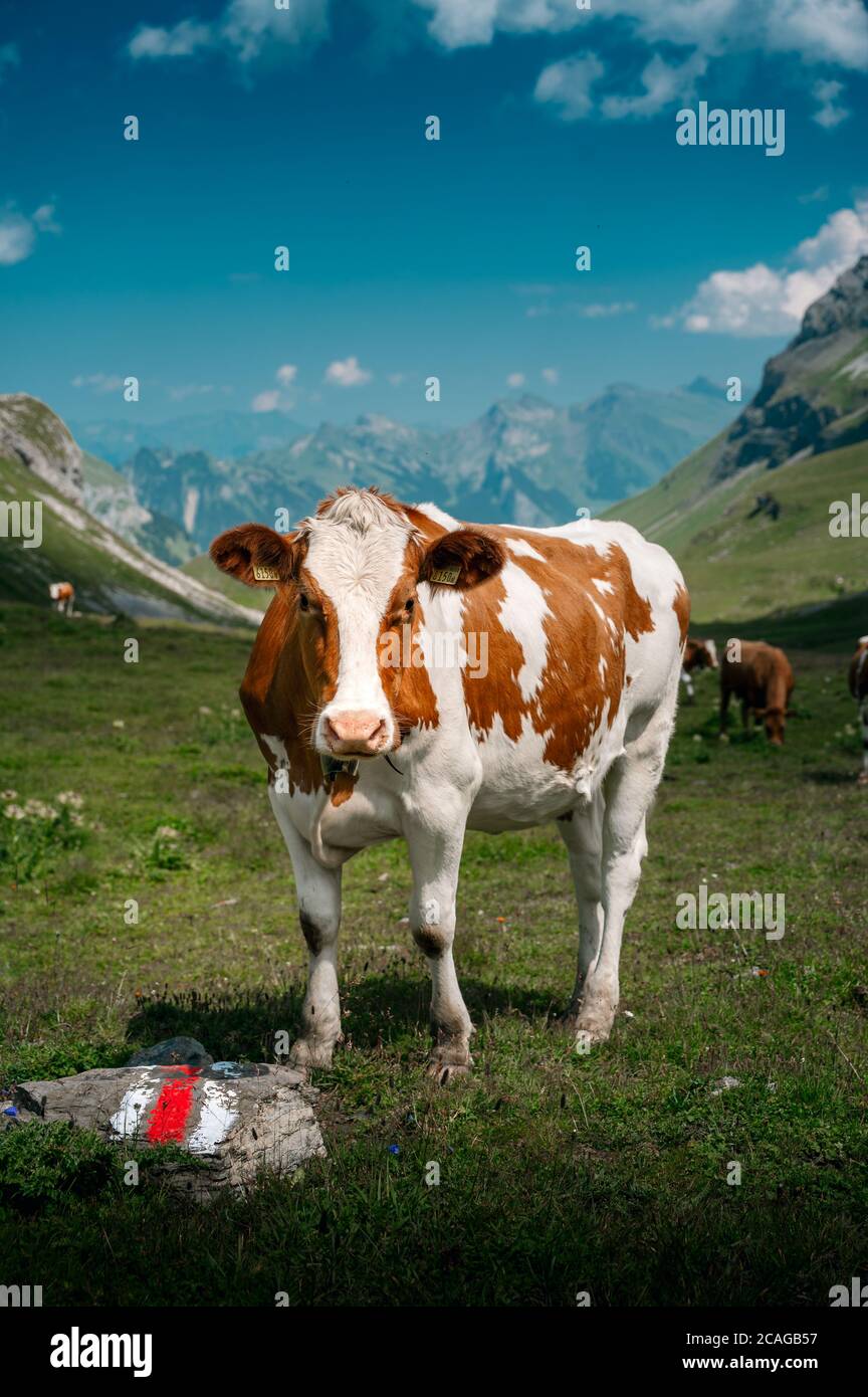 Eine schweizer Simmentaler Kuh in Soustal, Berner Oberland ...
