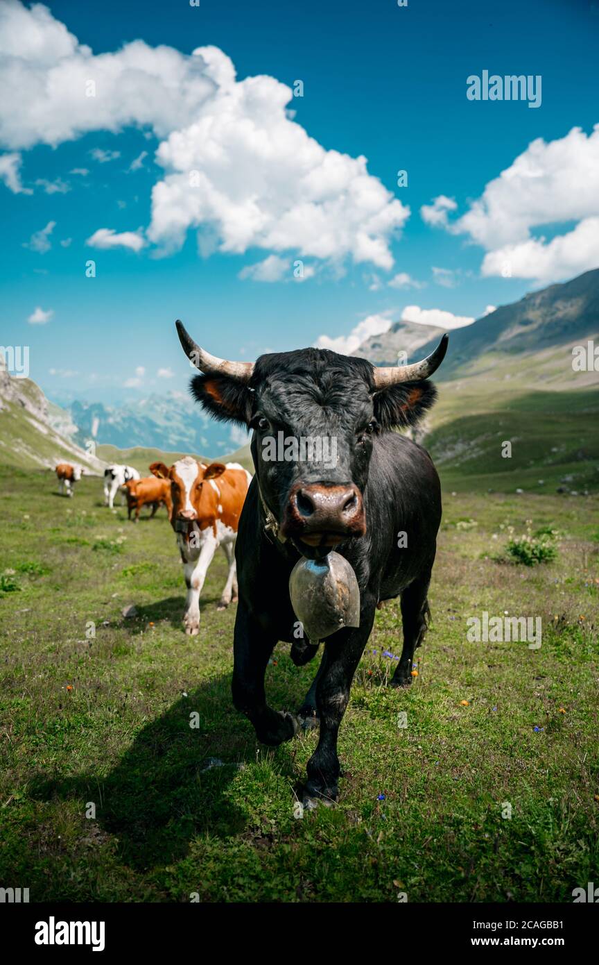 Herens cow -Fotos und -Bildmaterial in hoher Auflösung – Alamy