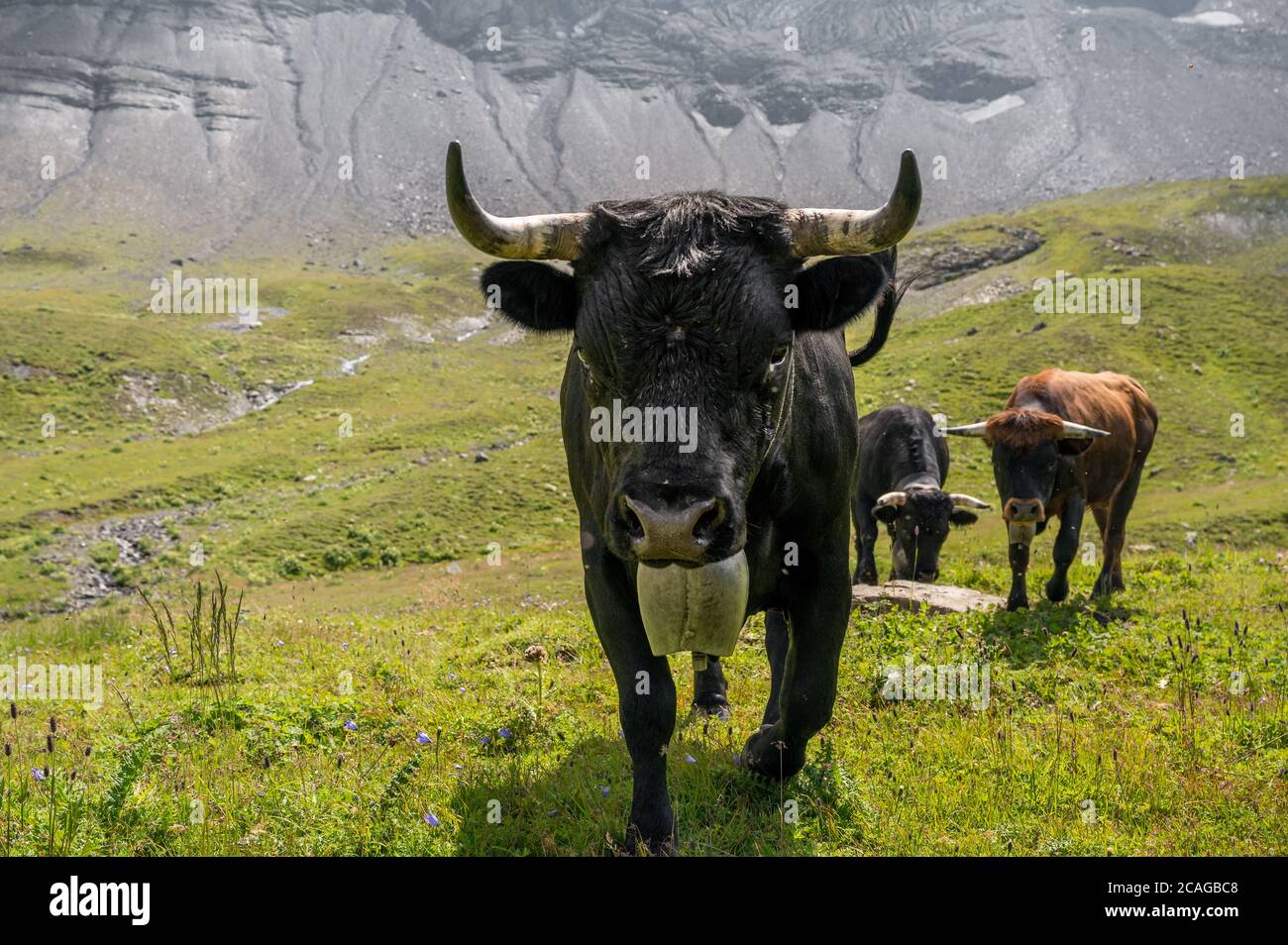 Schwarze Eringer oder Herens Kuh mit Hörnern in Soustal, Berner ...