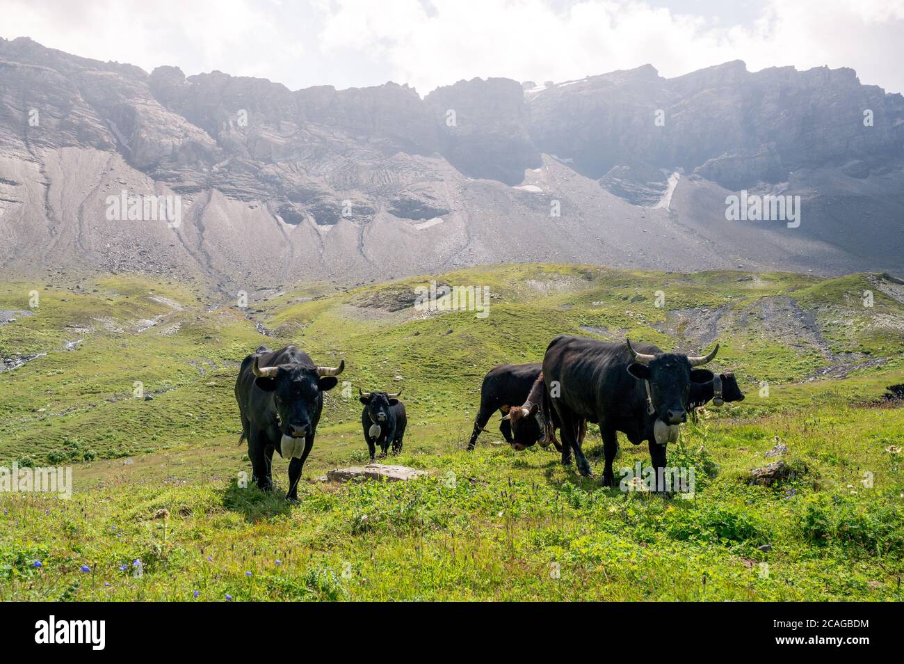 Gruppe von schwarzen Eringer oder Herens Kühen mit Hörnern in Soustal ...