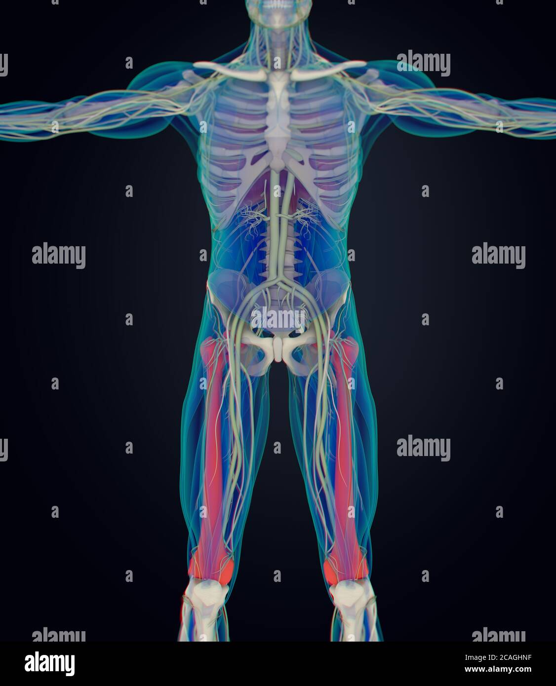 Oberschenkelknochen. Menschliche Anatomie. 3D-Illustration ...