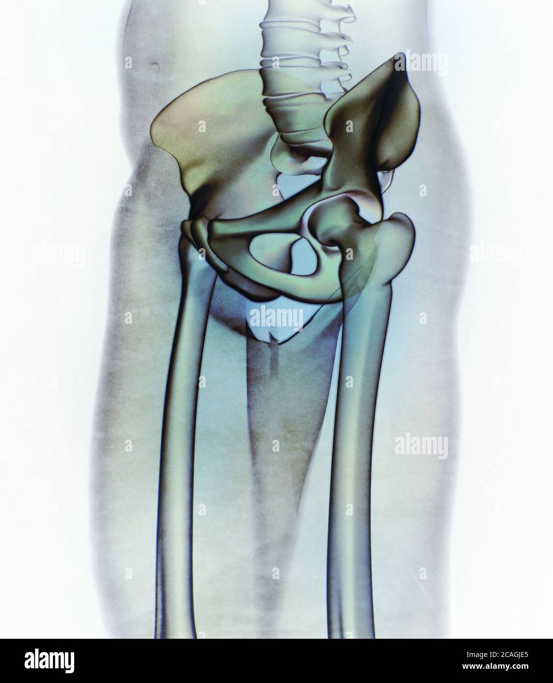 Illiumknochen, Hüftknochen oder Becken. Menschliche Anatomie, Knochen ...