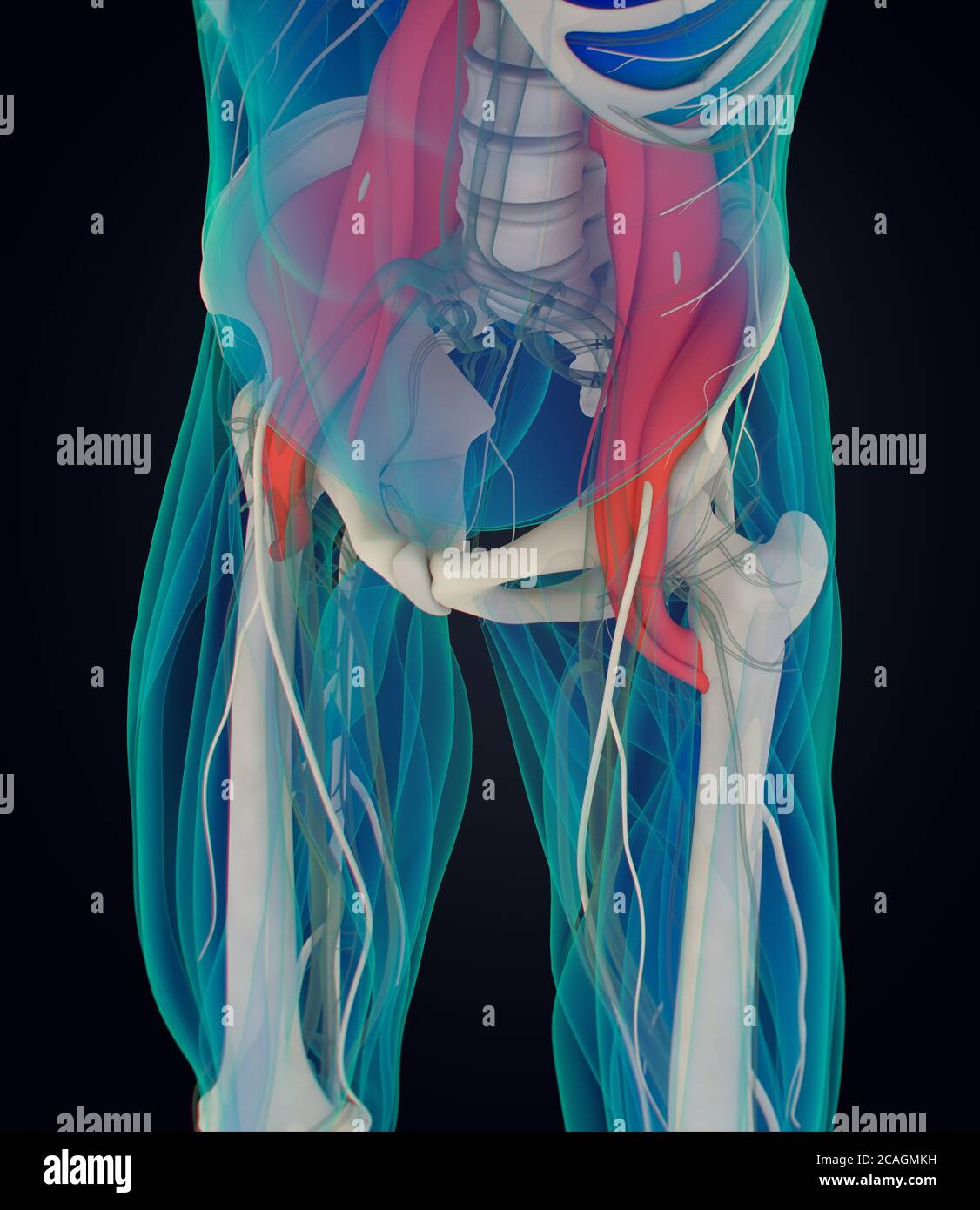 Medizinische anatomische Darstellung des Psoas-Muskels. 3d-Illustration ...