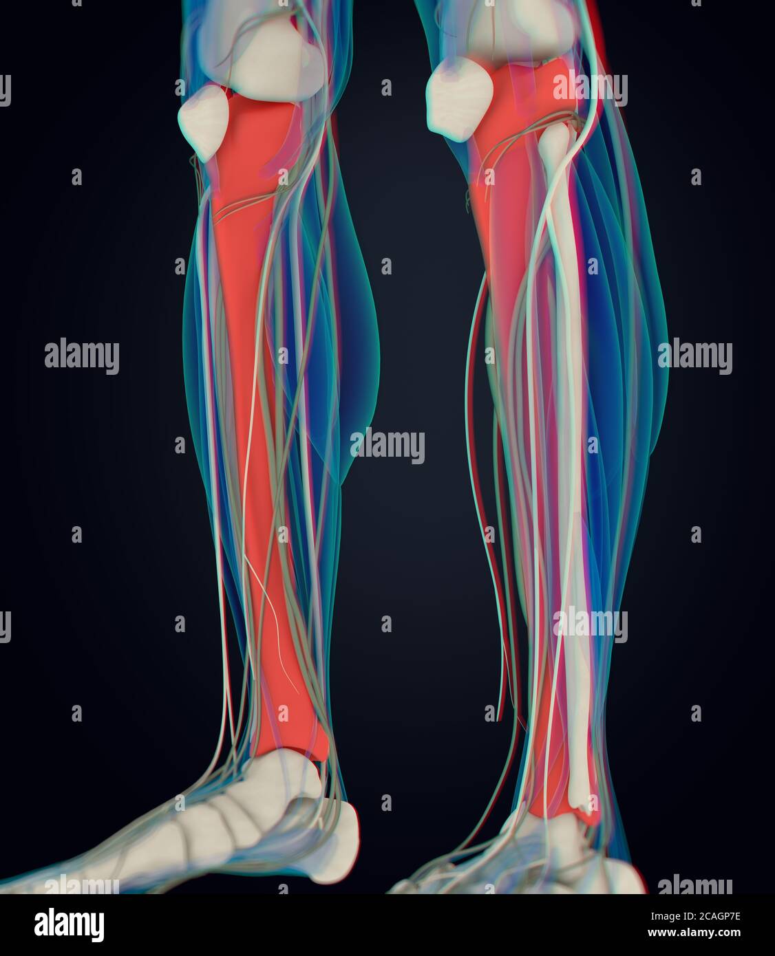 Tibia Knochen, menschliche Anatomie. 3D-Illustration Stockfotografie ...