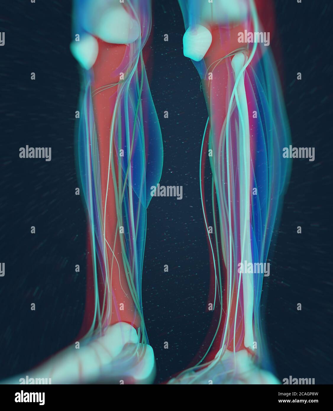 Tibia Knochen, menschliche Anatomie. 3D-Illustration Stockfotografie ...