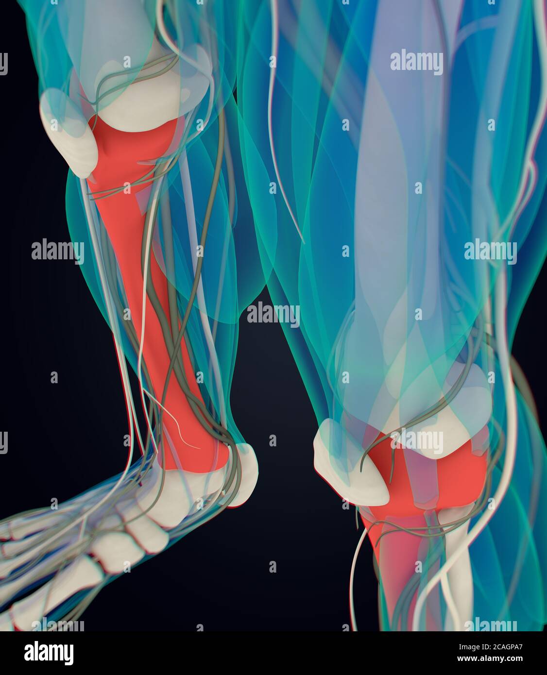 Tibia Knochen, menschliche Anatomie. 3D-Illustration Stockfotografie ...