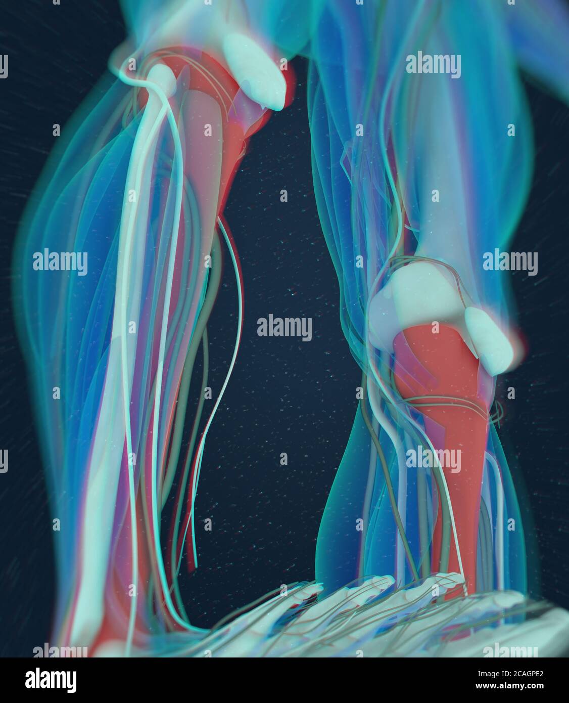 Tibia Knochen, menschliche Anatomie. 3D-Illustration Stockfotografie ...