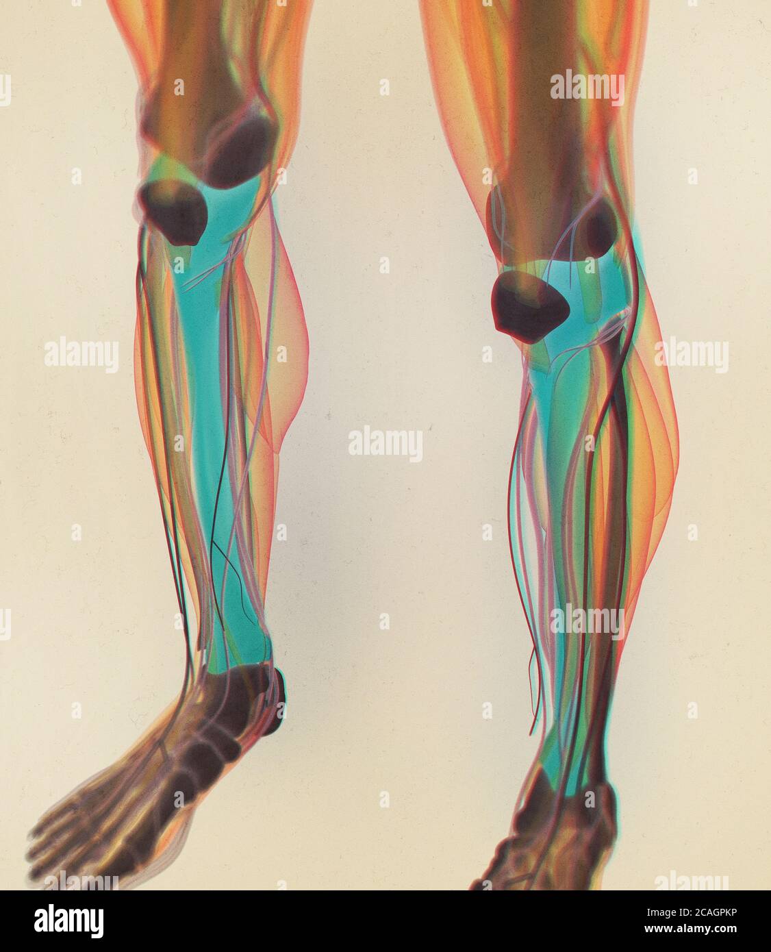 Tibia Knochen, menschliche Anatomie. 3D-Illustration Stockfotografie ...