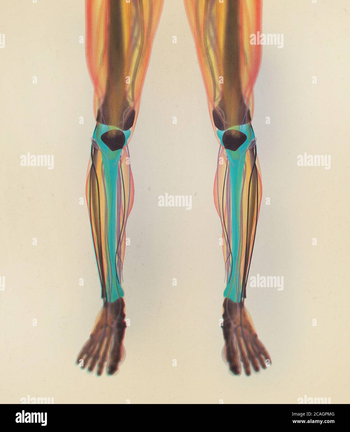 Tibia Knochen, menschliche Anatomie. 3D-Illustration Stockfotografie ...