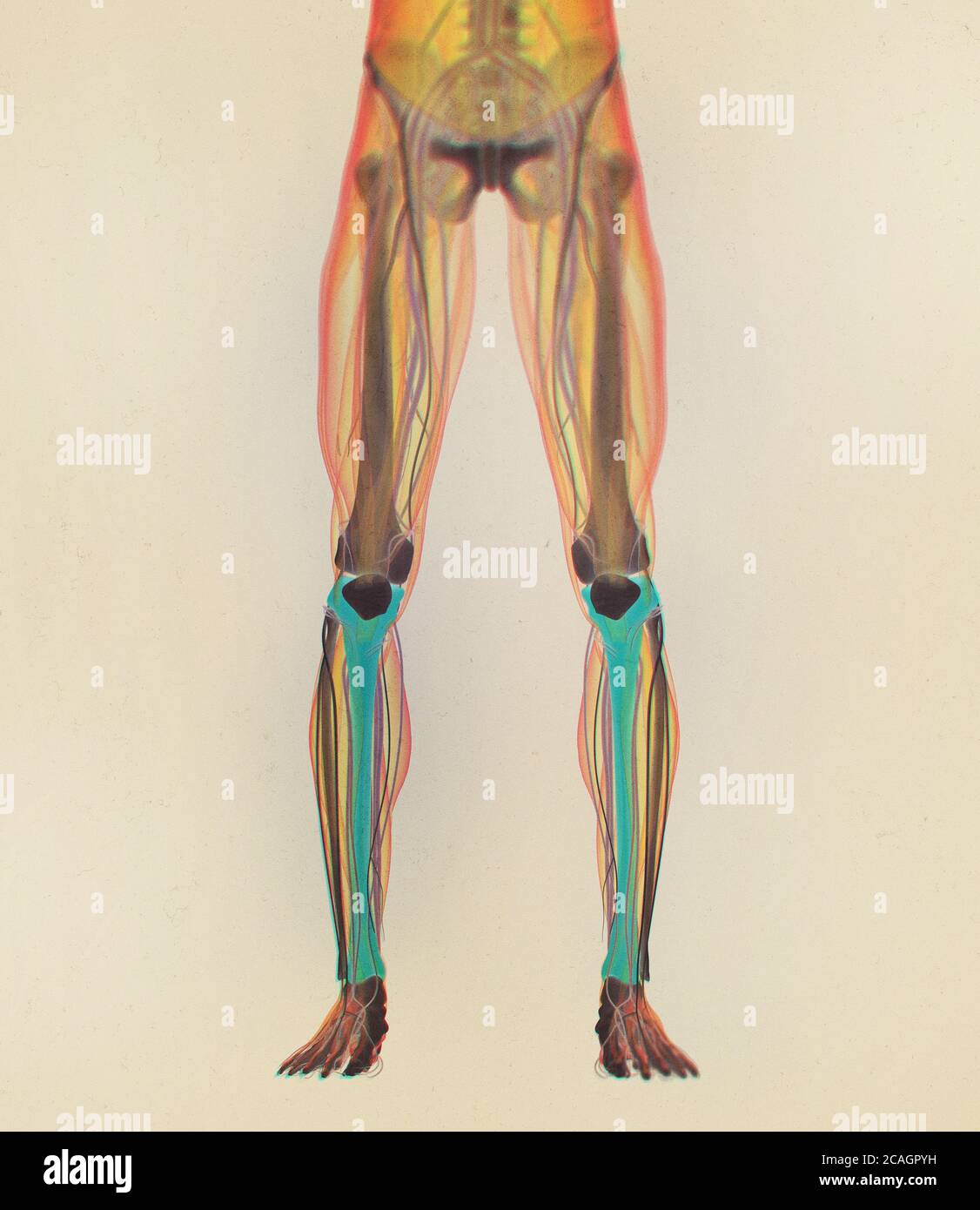 Tibia Knochen, menschliche Anatomie. 3D-Illustration Stockfotografie ...