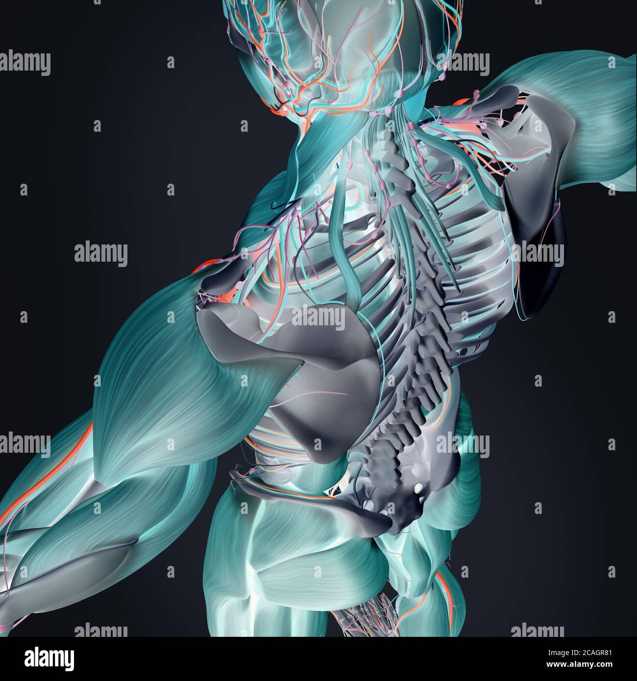 Menschliche Anatomie Illustration von Rücken, Oberkörper, Skelett ...