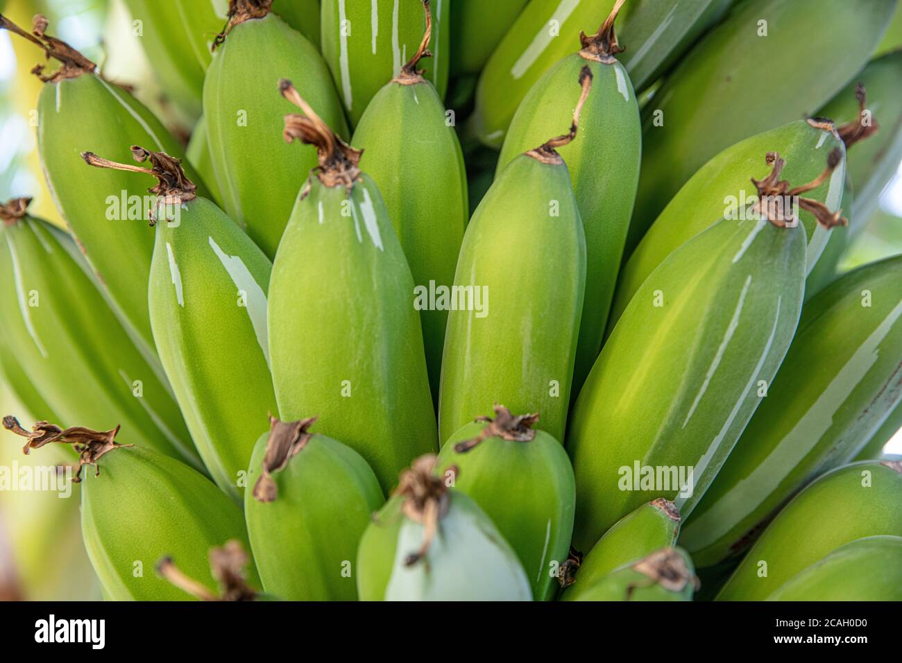 Bio junge grüne Banane auf einem Bündel auf einem Baum. Cluster von ...