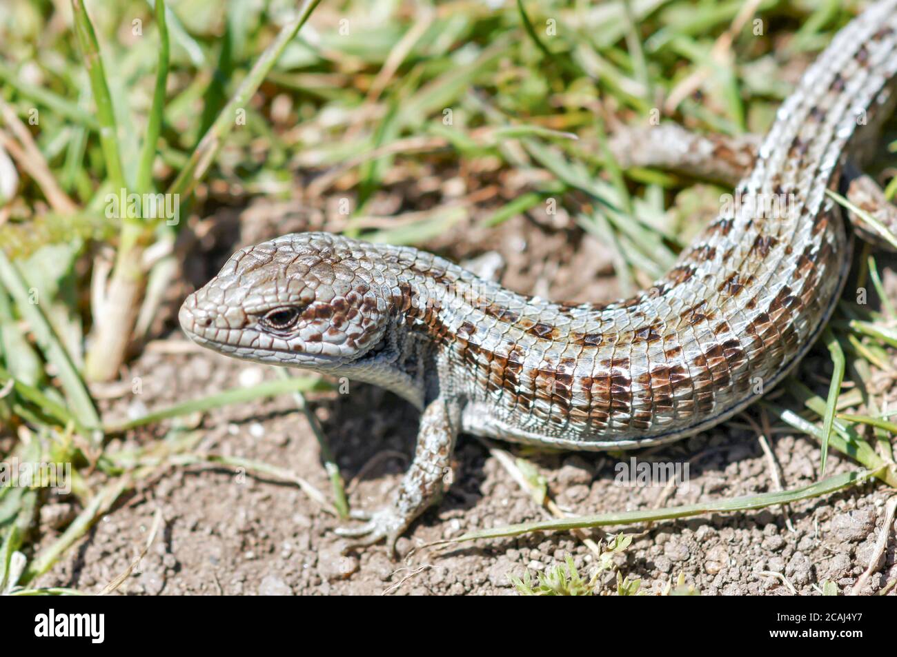 Anguid lizard -Fotos und -Bildmaterial in hoher Auflösung – Alamy
