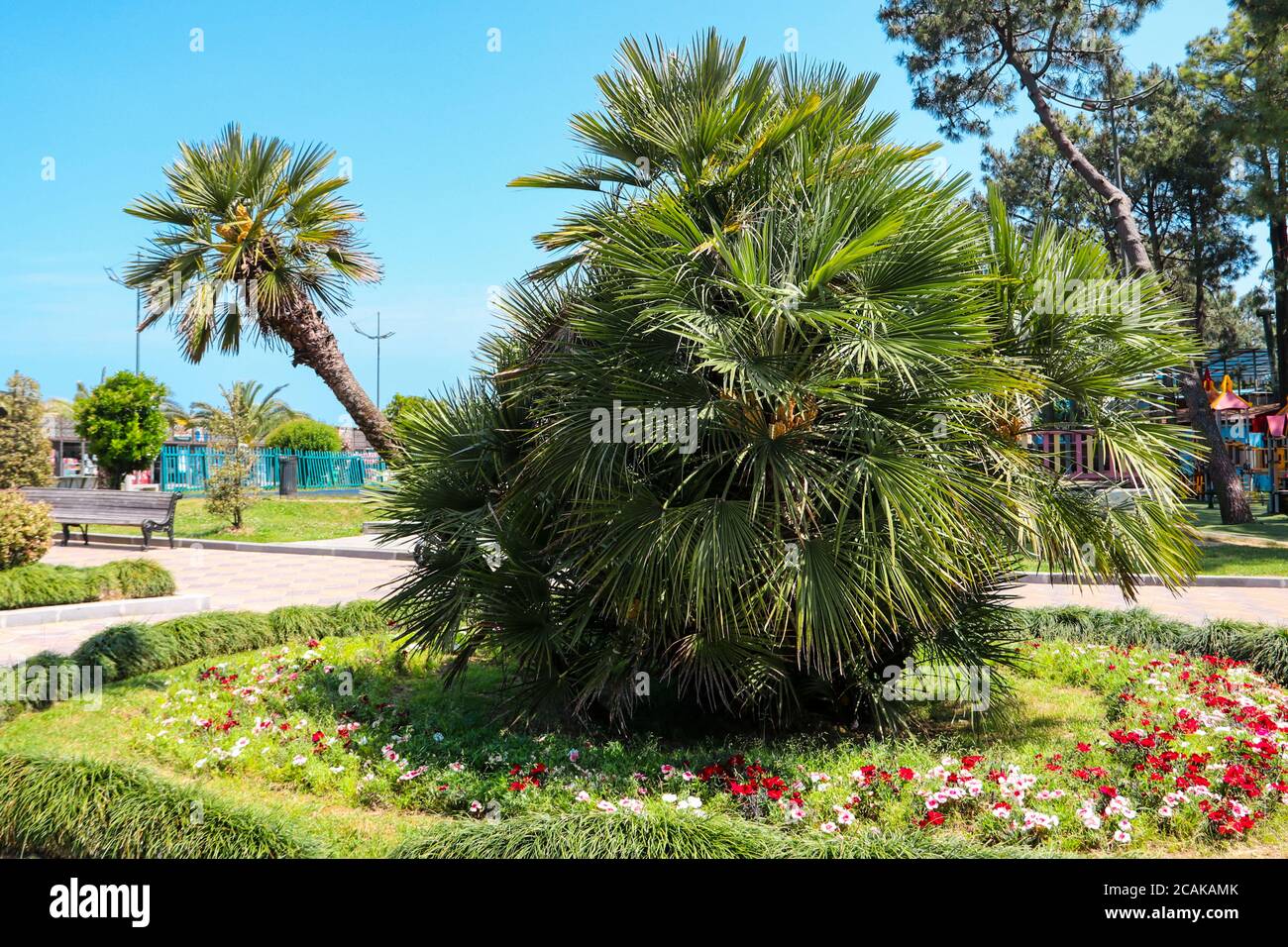 Dwarf palm chamaerops humilis -Fotos und -Bildmaterial in hoher Auflösung – Alamy